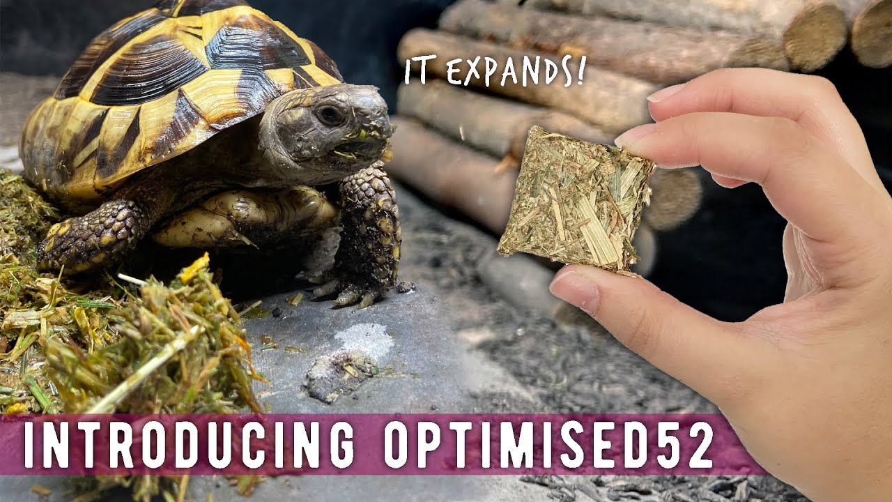 FINALLY An All-Natural Tortoise Food | Introducing Optimised52 - YouTube
