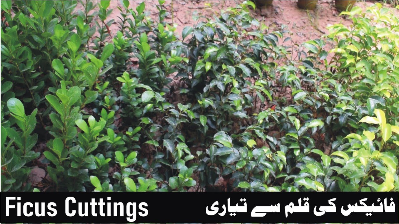 How to grow ficus plant with cuttings | Ficus plant cuttings | # ...