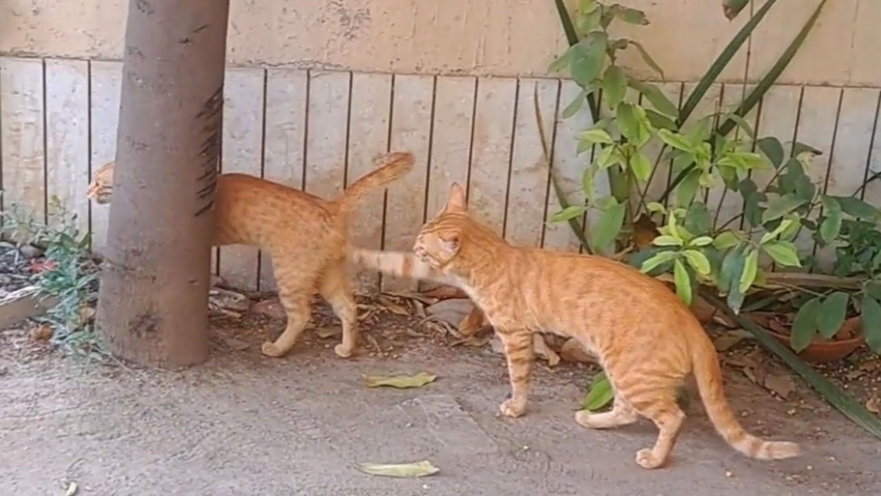 Cats afair | Chasing the female | Cute - YouTube
