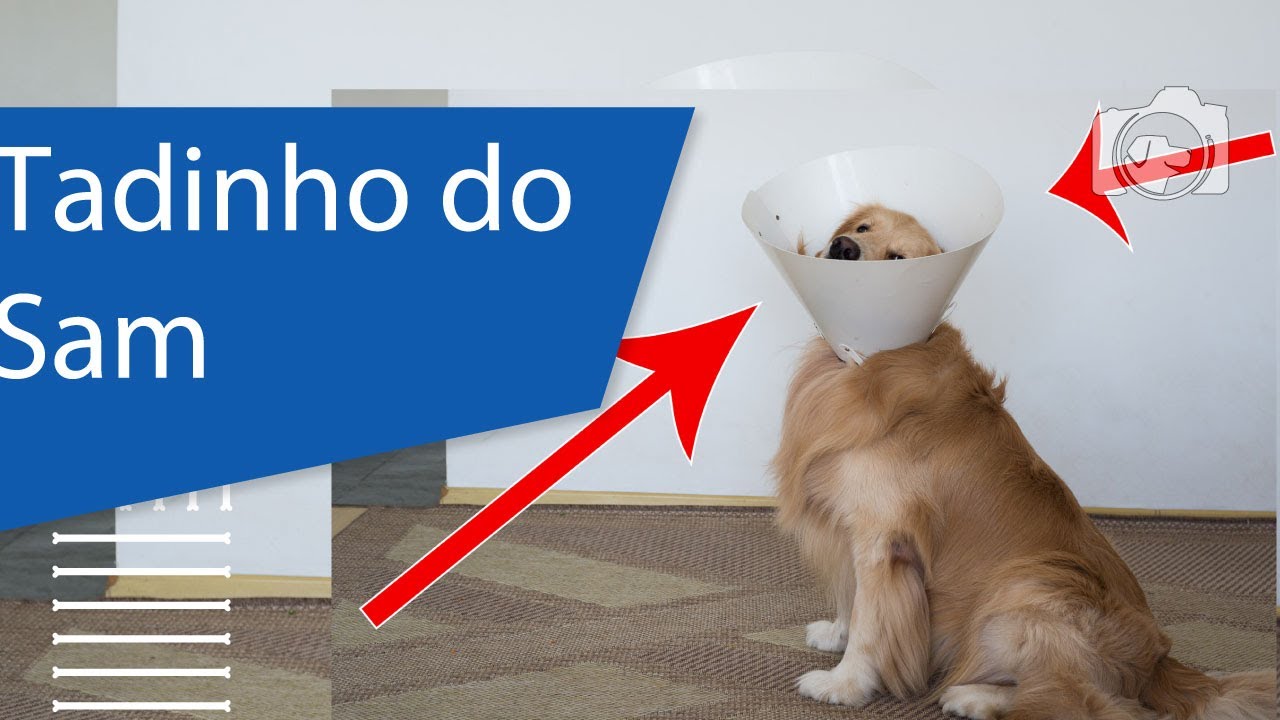 Sam e o Cone da vergonha ou Cone Elizabetano - YouTube