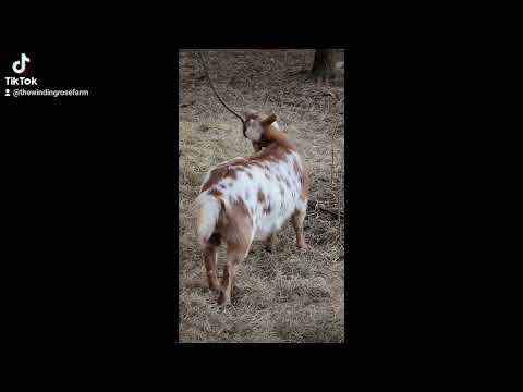 Derpy Goat - YouTube
