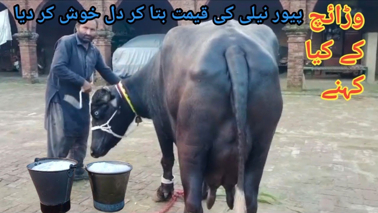 nili ravi murrah buffalo milking | nili ravi buffalo business in ...