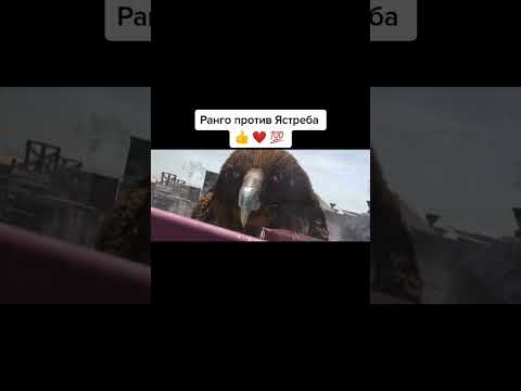 rango vs hawk (part 2) - YouTube
