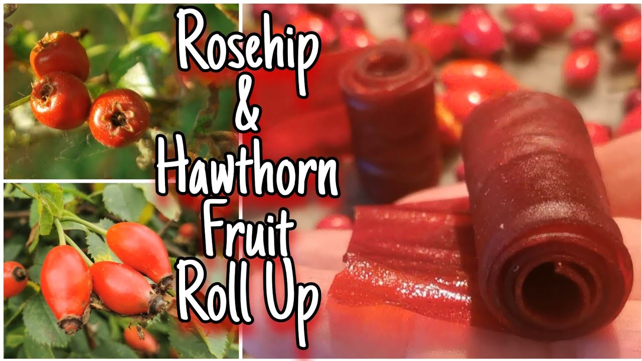 Rosehip & Hawthorn Fruit Roll Ups 🌹Healthy Wild Food Treats - YouTube