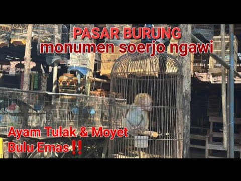Suasana Ter Update‼️Pasar Burung Monumen Soerjo Ngawi