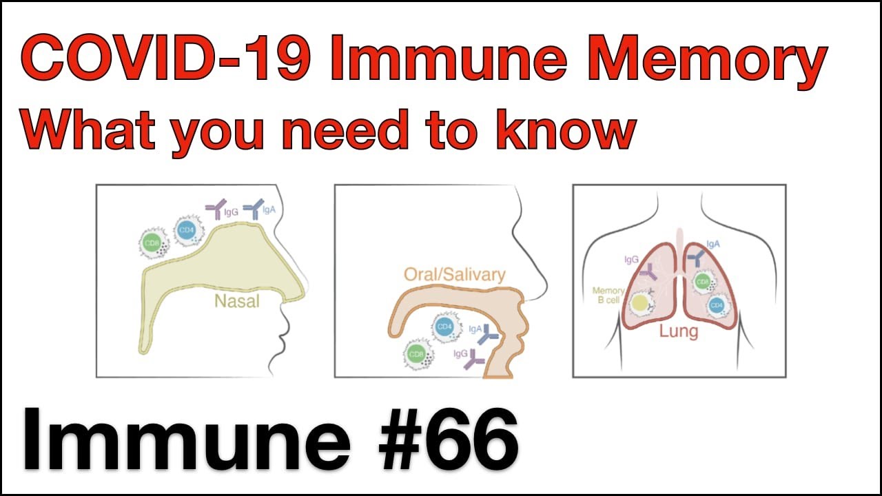 Immune 66: COVID-19 immune memory - what you need to know - YouTube