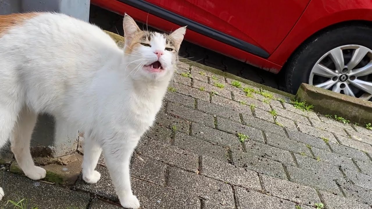 Stray Cat meowing cutely. I gave them food. 😍 - YouTube