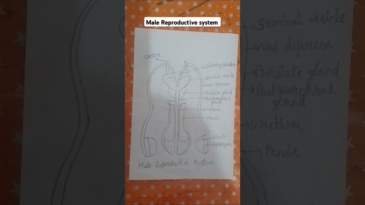 #how to draw male Reproductive system with step by step easy way me ...