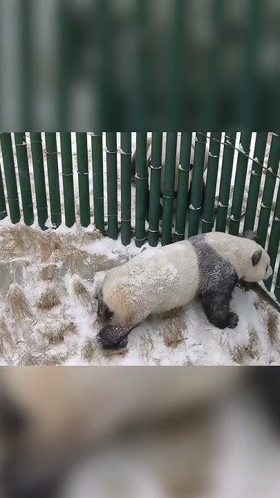 Come Play Snowball Fight, Friends! #GiantPanda #PandaFun # ...