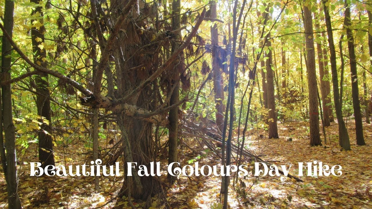 Eldred King Woodlands - Beautiful Fall Colours - YouTube