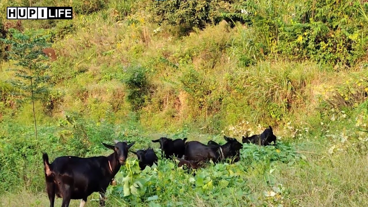Mountain Weather Challenges: Protecting Free-Range Goat Herds | Farm ...