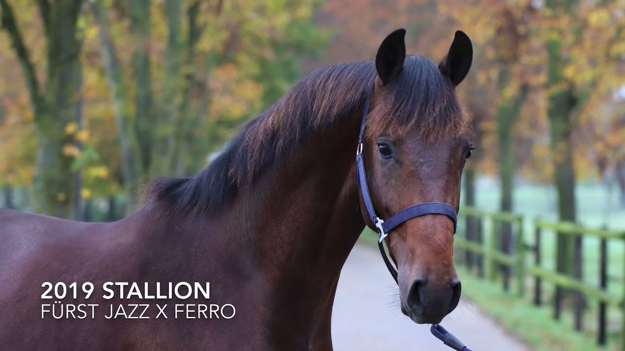 2019 Stallion Fürst Jazz x Ferro - YouTube