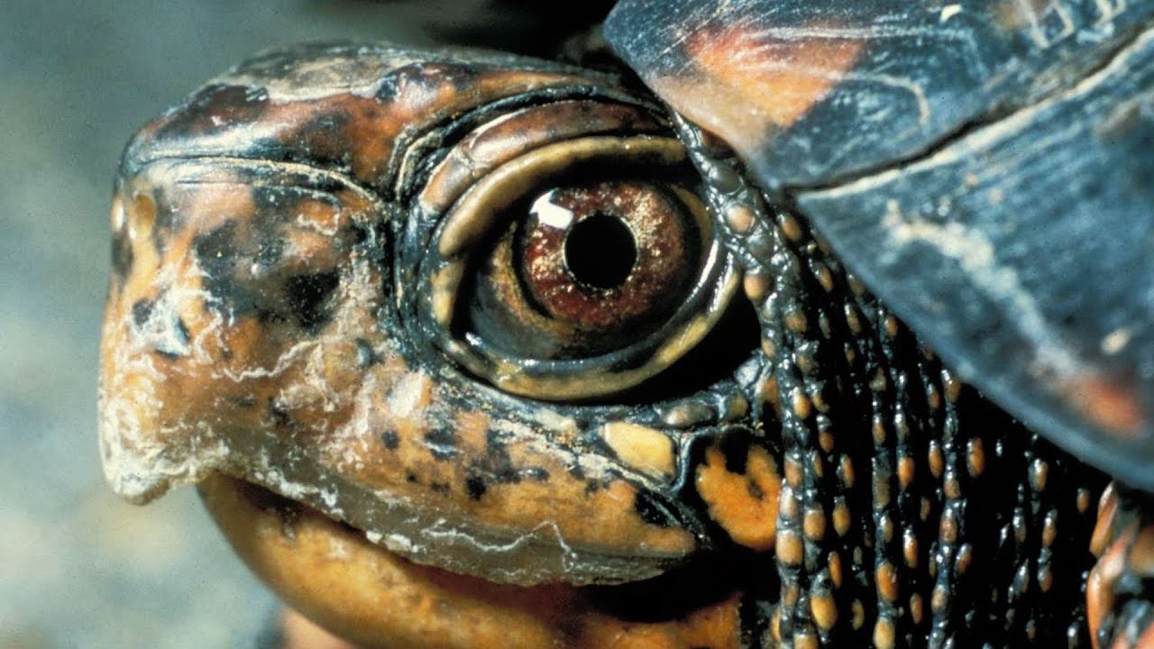 What's a Russian Turtle? | Pet Turtles - YouTube