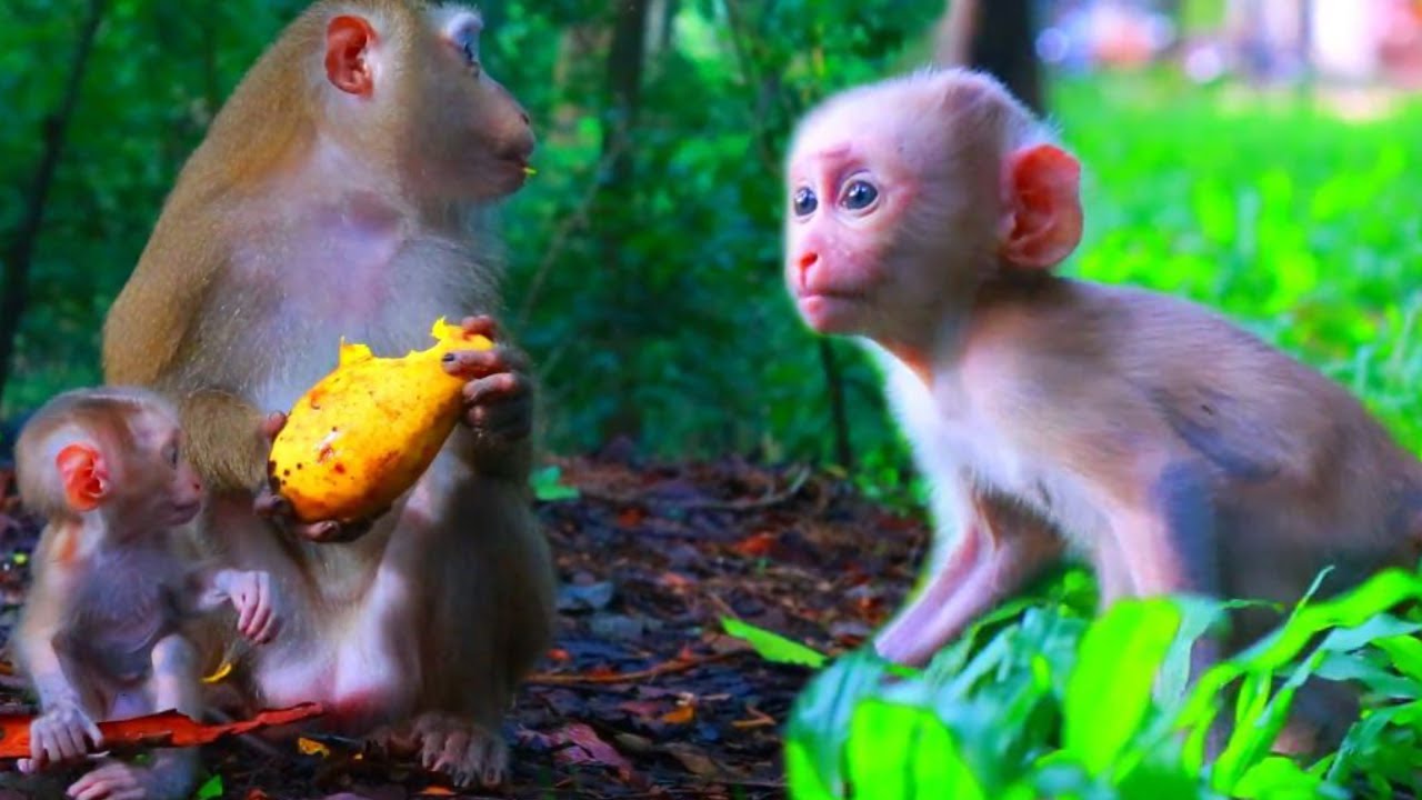 Luno Enjoying Walking Around While Mom Eating Mango | The monkeys - YouTube