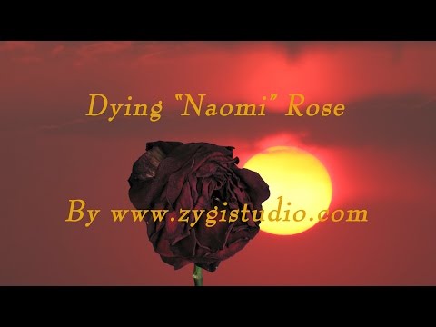 Timelapse Of Dying \