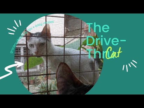 Daily Routine of Feeding Drive Thru Cat - YouTube