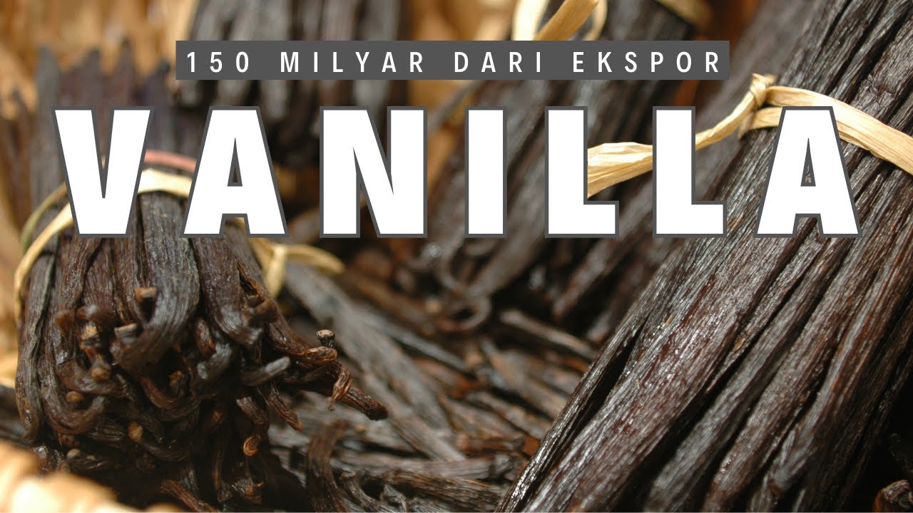 CUAN 150 MILYAR RUPIAH DARI EKSPOR VANILA !!! US$ 9M VANILA EXPORT ...