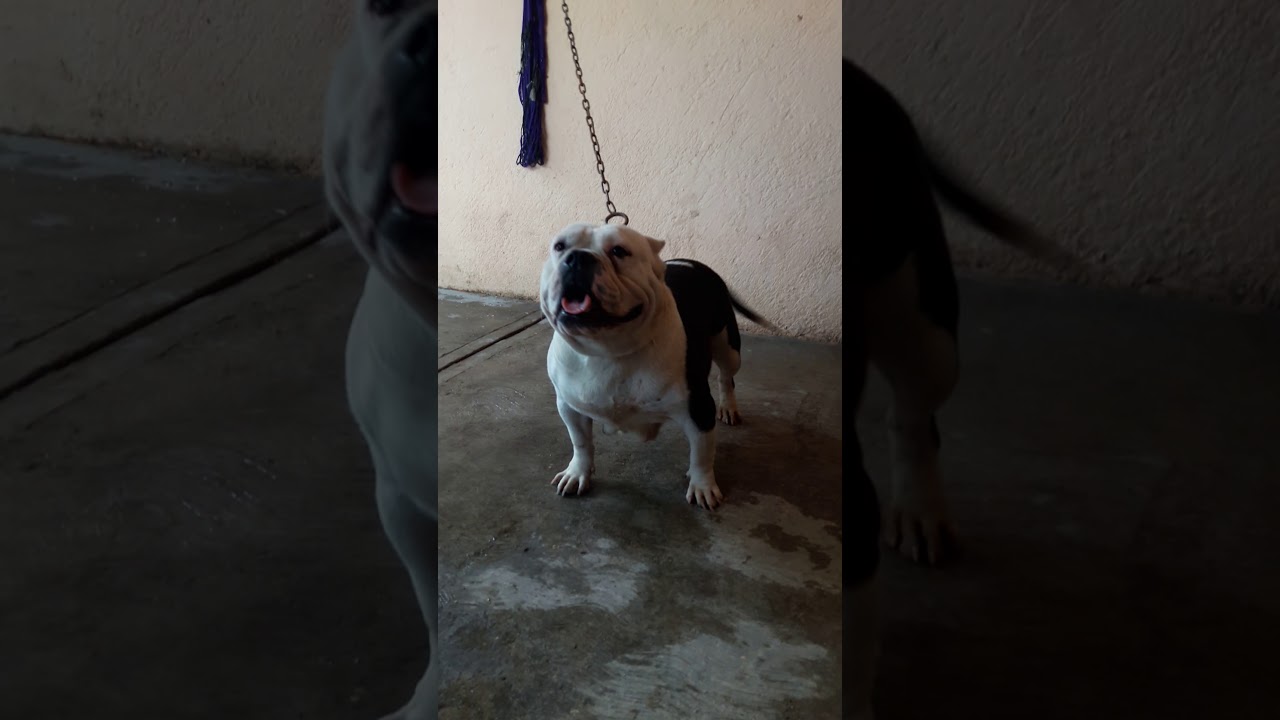 American bully exotic wonder bulls - YouTube