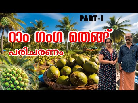 Ram Ganga's Coconut Magic: Growing Success! 🥥🌱റാം ഗംഗ തെങ്ങിന്റെ ...