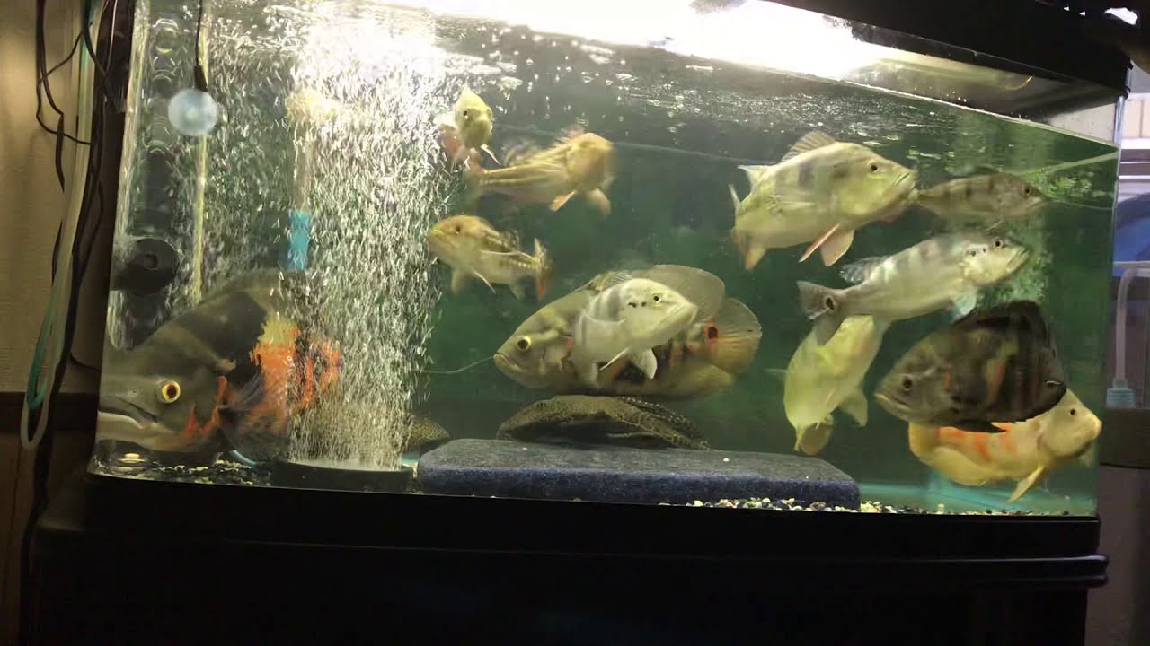 Predator Aquarium! - YouTube