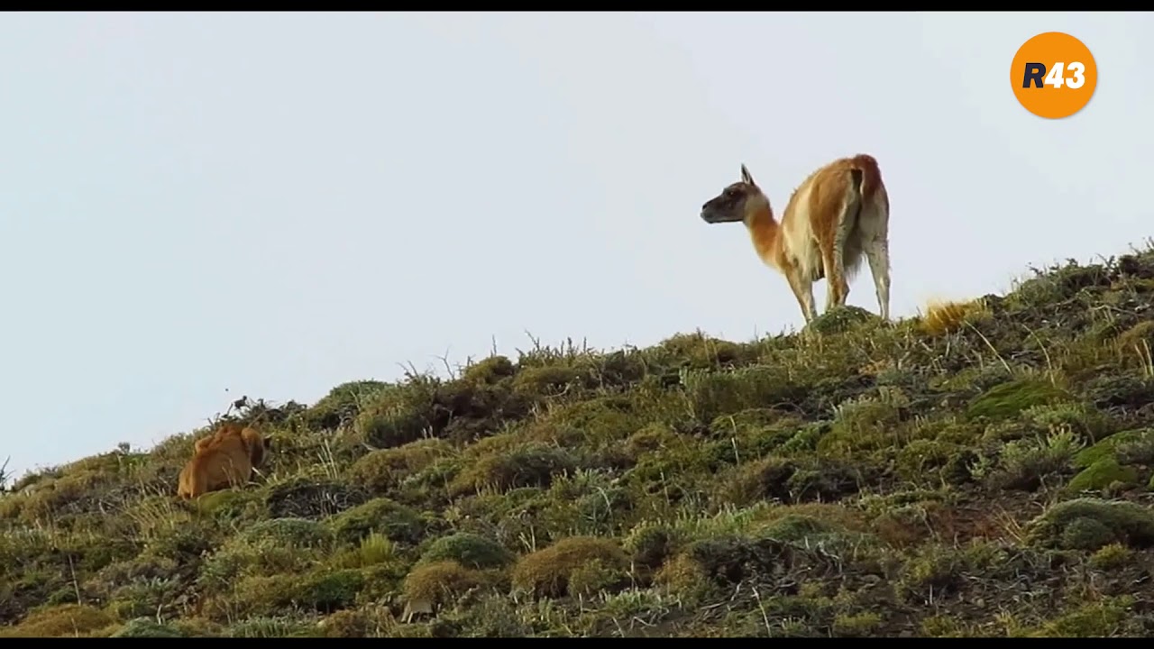 Patagonia Salvaje: Puma ataca a Guanaco - YouTube