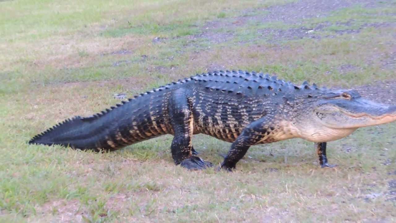 Giant gator crossing! - YouTube
