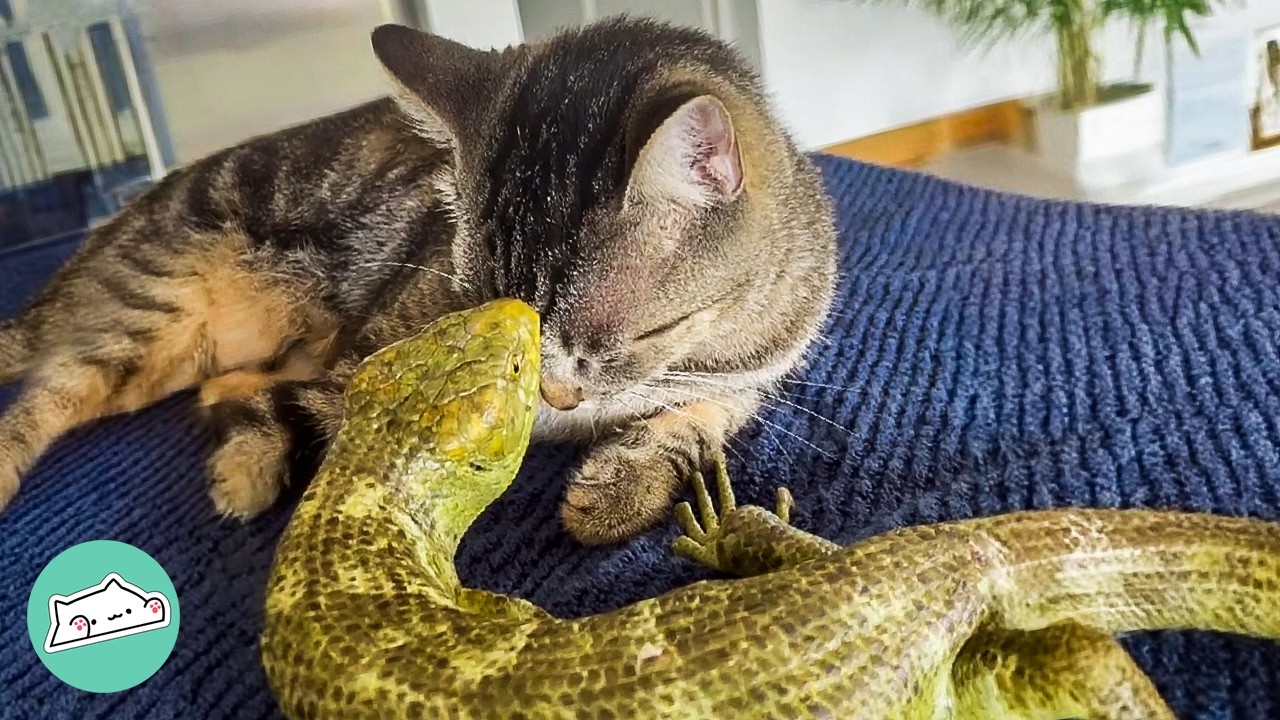 Gentle Cat Waits By Lizard Bro’s Enclosure Every Morning | Cuddle ...