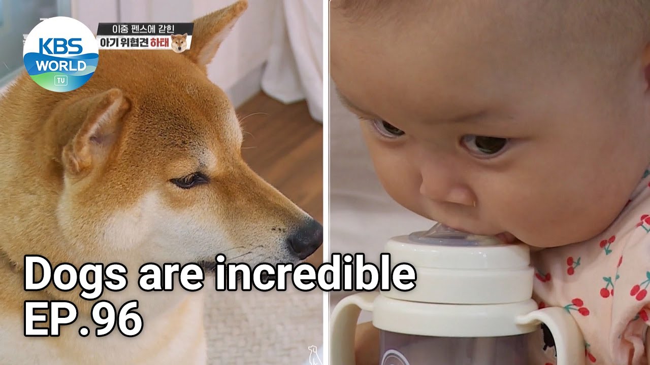 Dogs are incredible EP.96 | KBS WORLD TV 211020 - YouTube