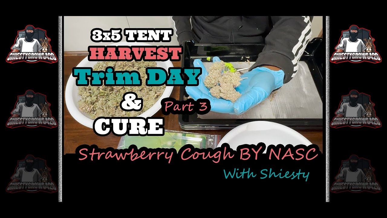 Seed To Harvest: Trim Day (StrawberryCough/GSCxMelon/GazzurplexMac ...