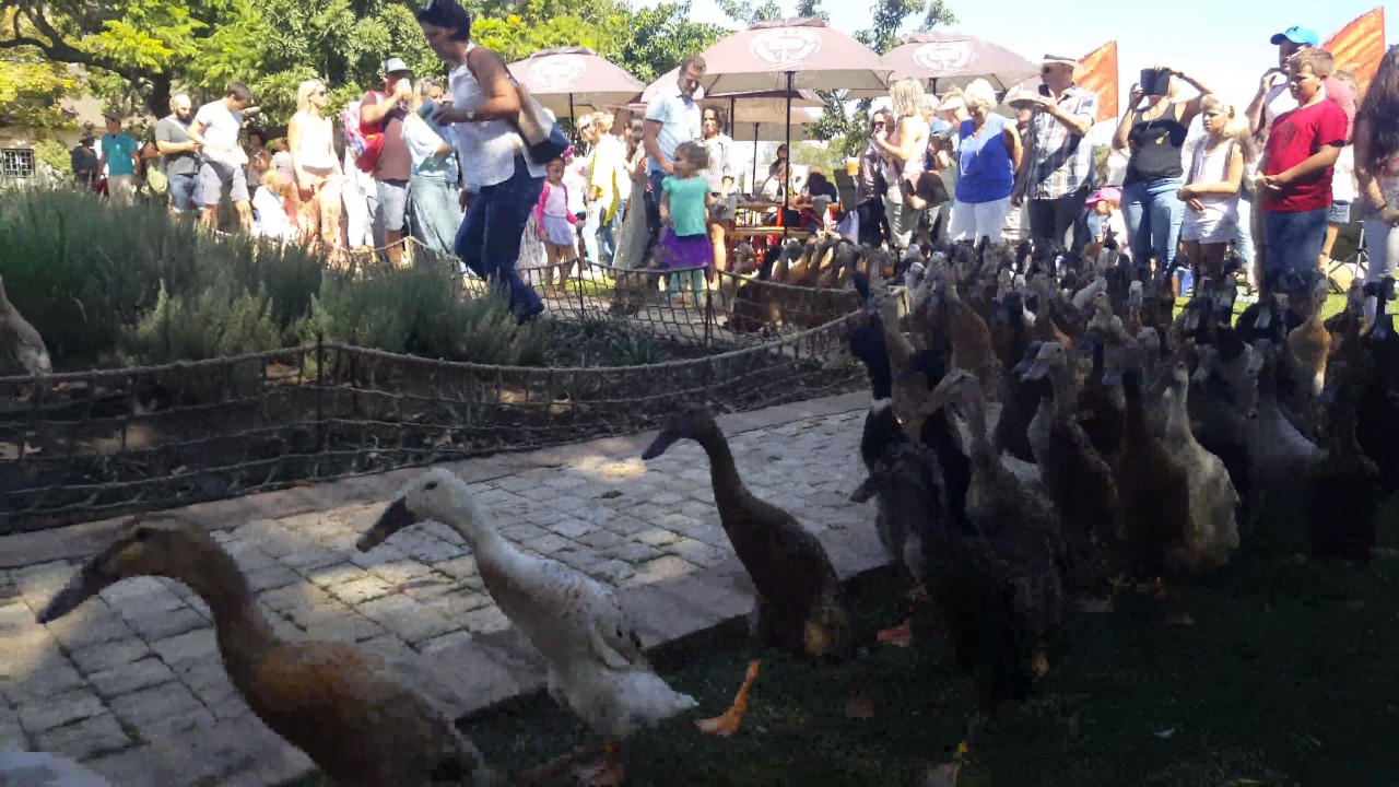 Famosa 'Carrera de Patos' mundial es algo para contemplar - YouTube