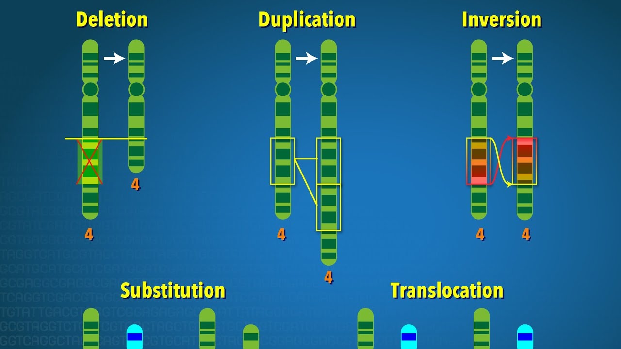 Chromosomal rearrangement OR Chromosomal Abberration Its types And ...