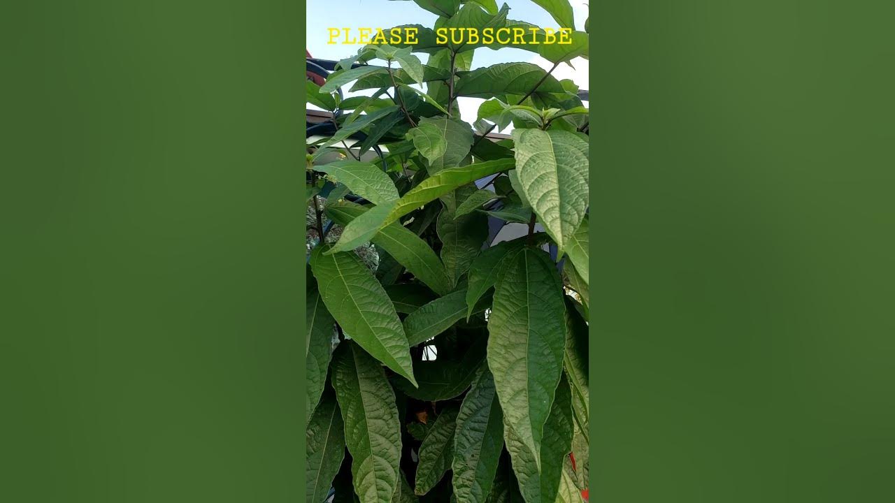 Halaman na mayabong , na nakatanim sa tabi ng daanan, huag puputulin , may pakinabang... - YouTube