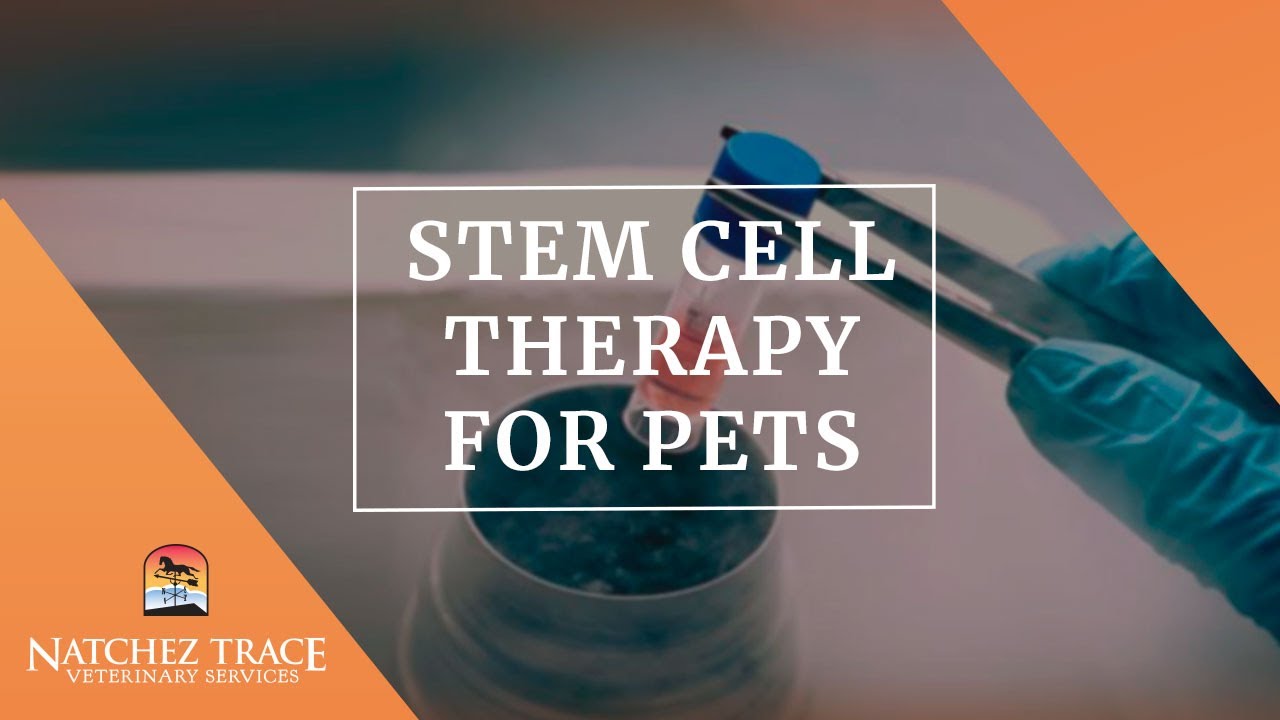 Stem Cell Therapy for Pets: VetraGenics Stem Cell Testimony - YouTube