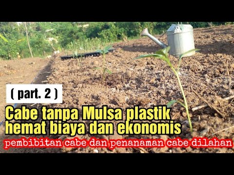 ( Part. 2 ) Cabe Tanpa Mulsa Plastik, Hemat Biaya dan Ekonomis.  Penanaman Cabe Dilahan