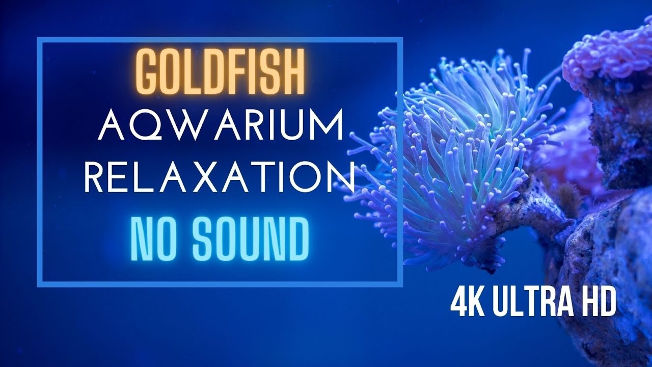 Escape to a Calming World with a 4K Goldfish Aquarium!|#108 - YouTube