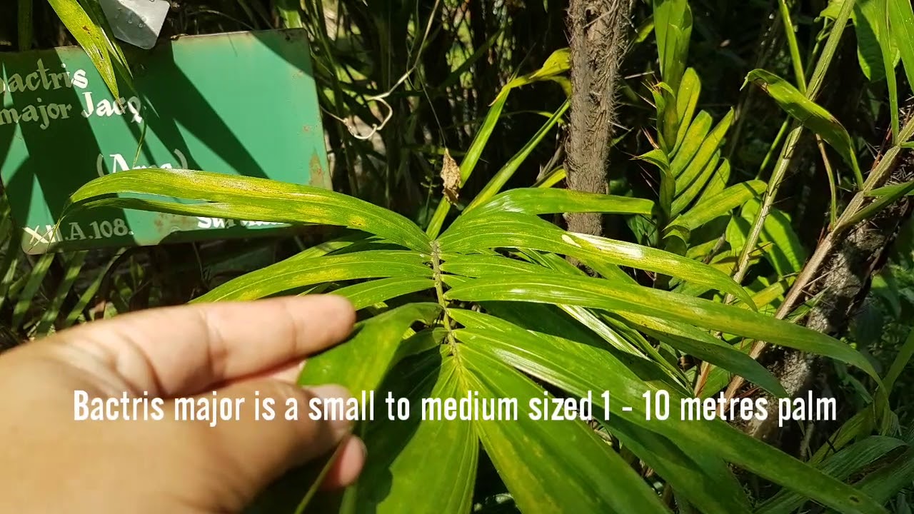 Bactris major Jacq - YouTube