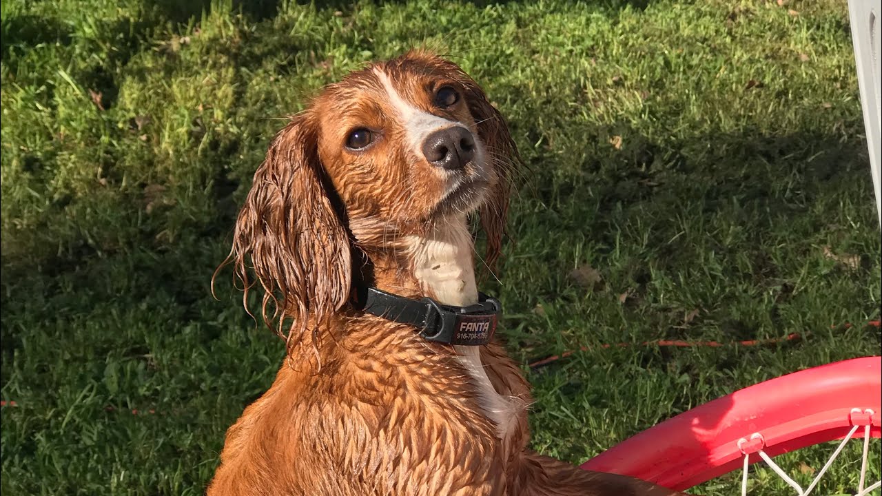 FANTA Trick Dog Champion submission video (revised) - YouTube