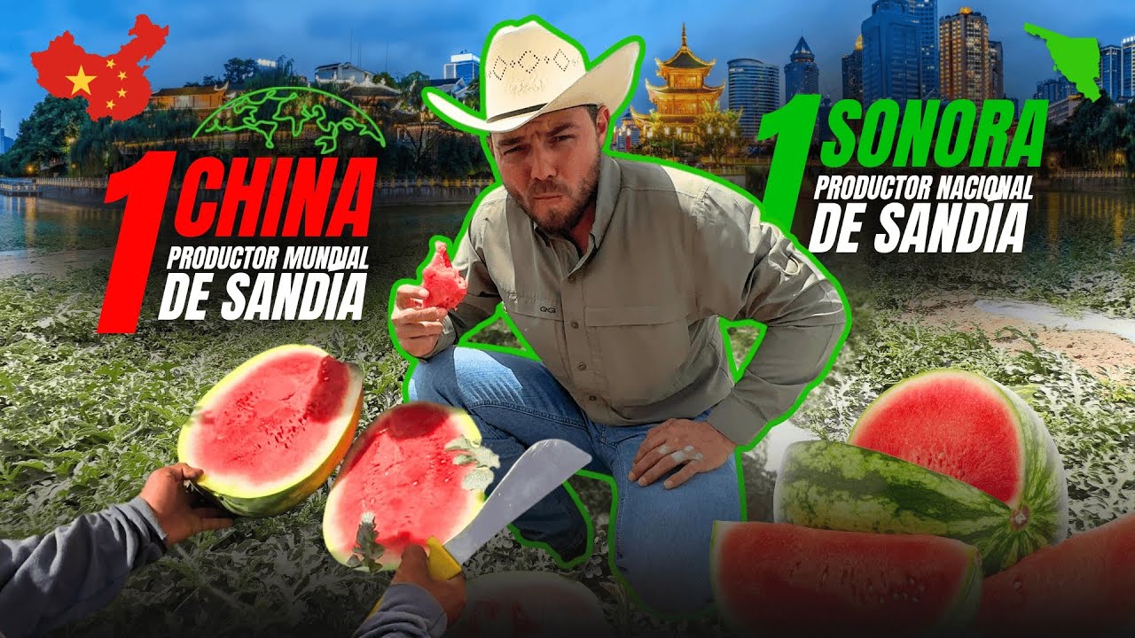 China, es líder en producción de sandía en todo el mundo, Sonora en ...