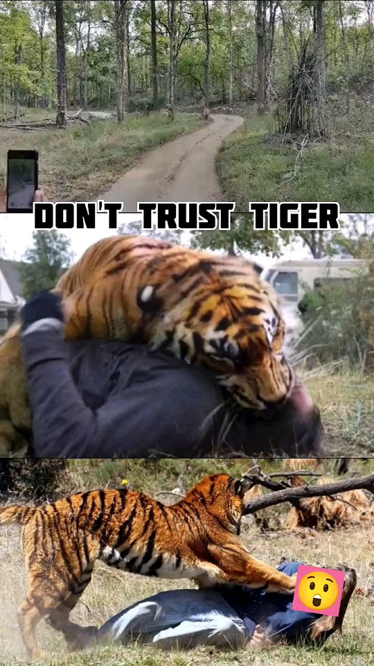 Don't Trust Tiger everywhere #shorts #youtubeshorts - YouTube