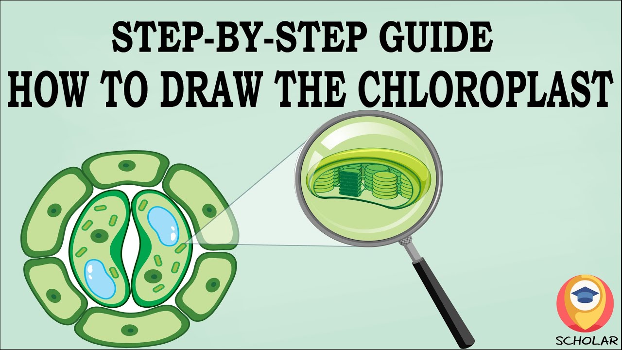 How to Draw a Chloroplast Easily #chloroplasts #chloroplast #science # ...