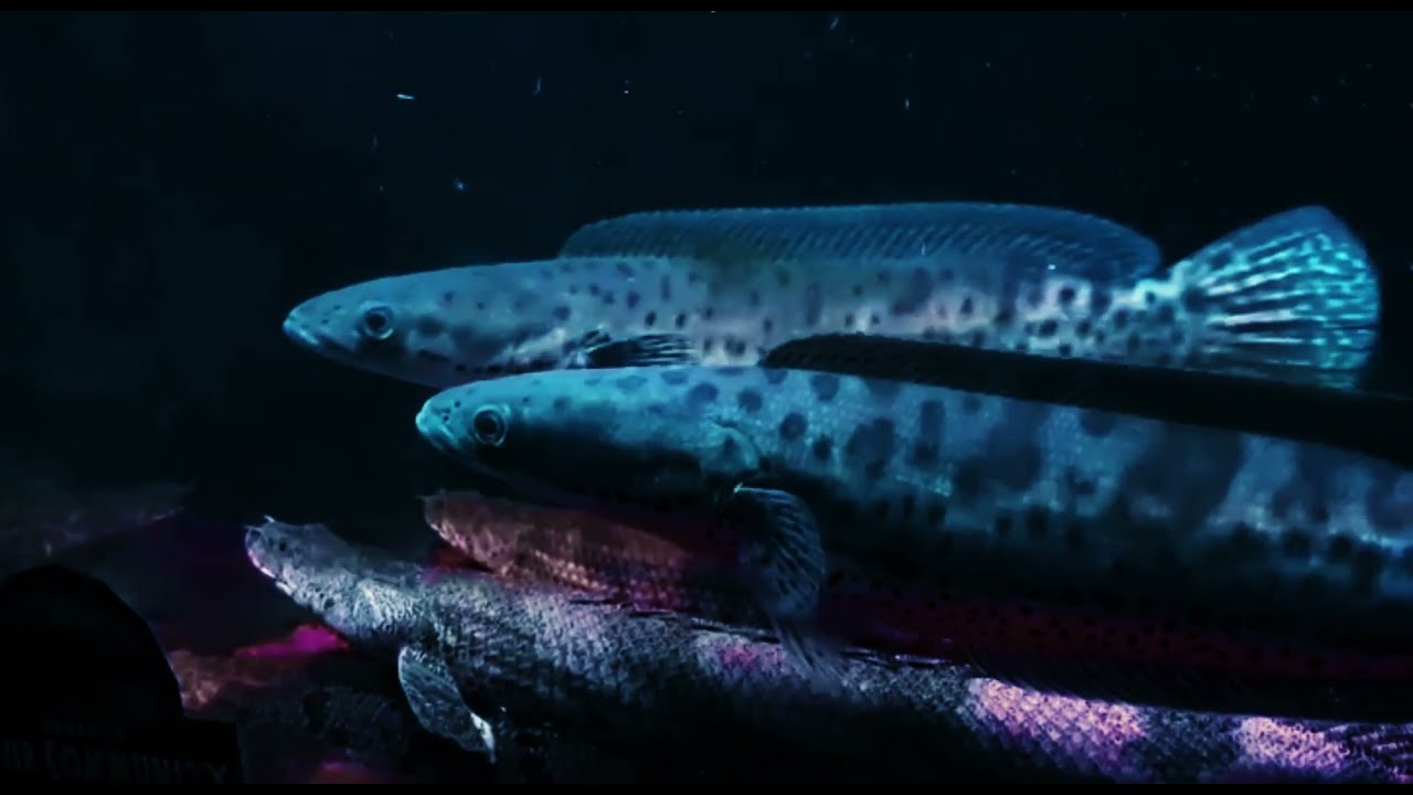 CHANNA DIPLOGRAMMA - YouTube