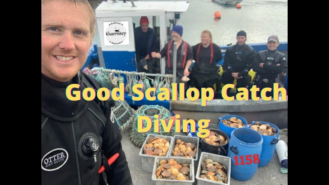 Very Big Scallop Count scuba diving #scallops #diving #scuba (23rd Oct ...