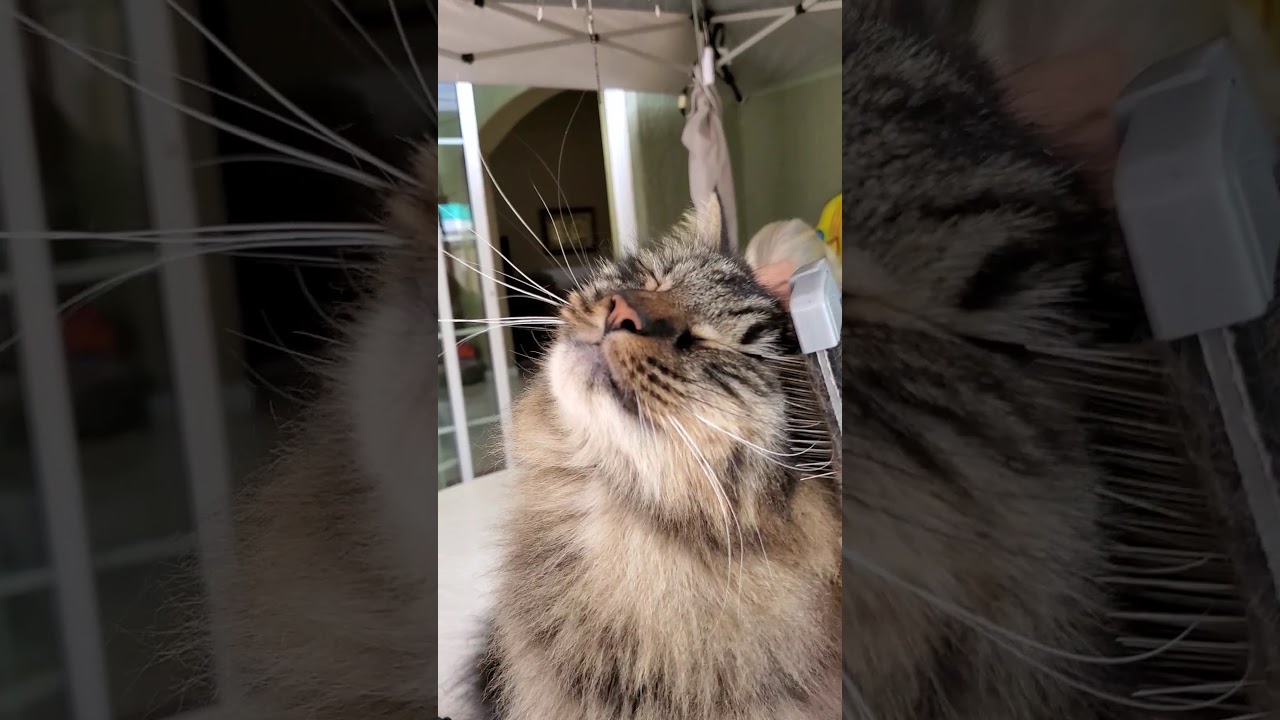 Cat Getting a Head Massage - YouTube