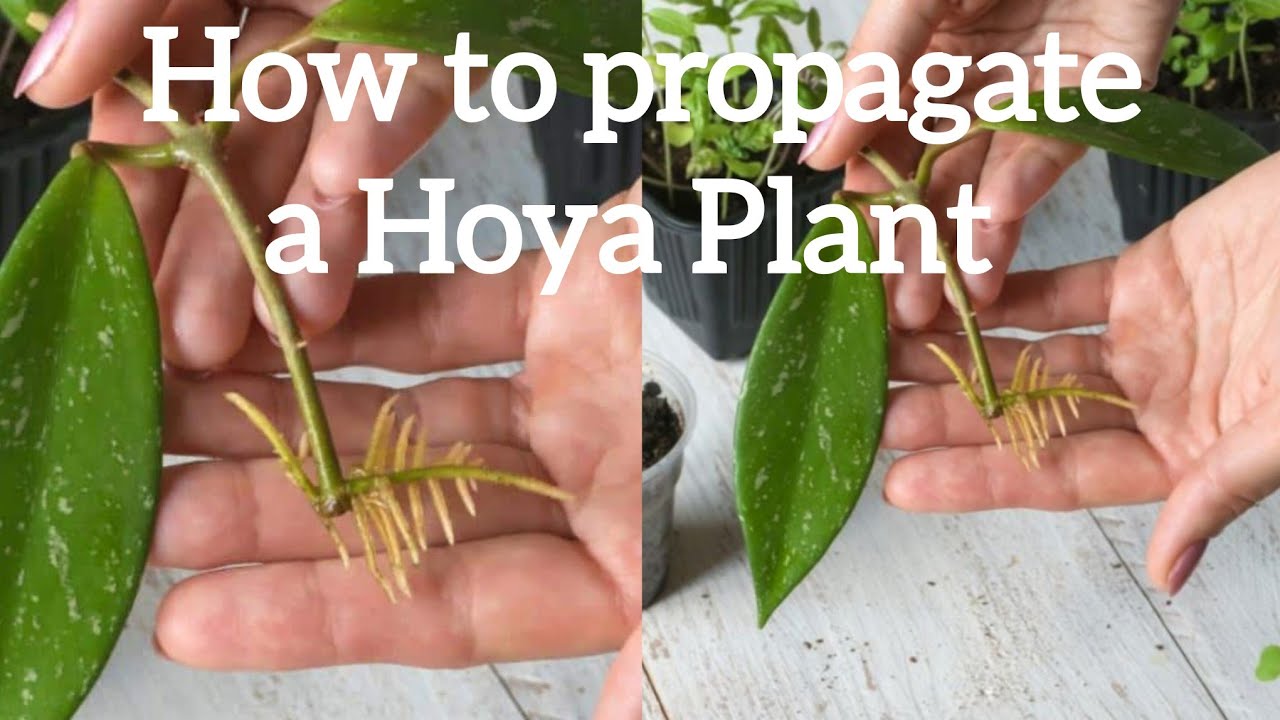 Hoya Propagation Methods | Tips For Propagating Hoyas | Home Garden ...