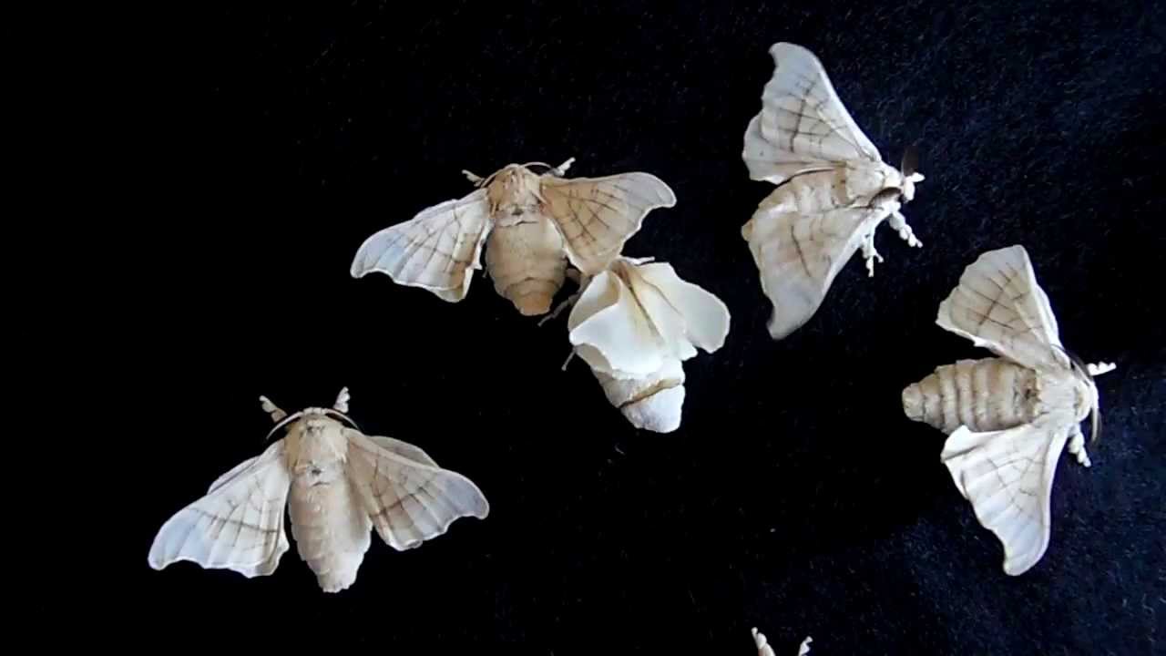 Bombyx mori - Magic moment of mating - YouTube