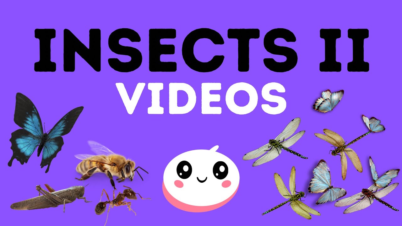Insects Videos Part II | Basic Words | English to Tagalog Learning for ...