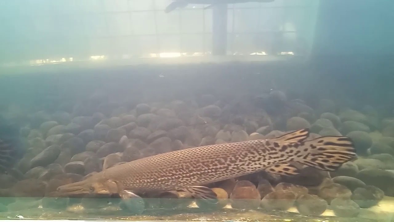 Aligator fish at cimory - YouTube