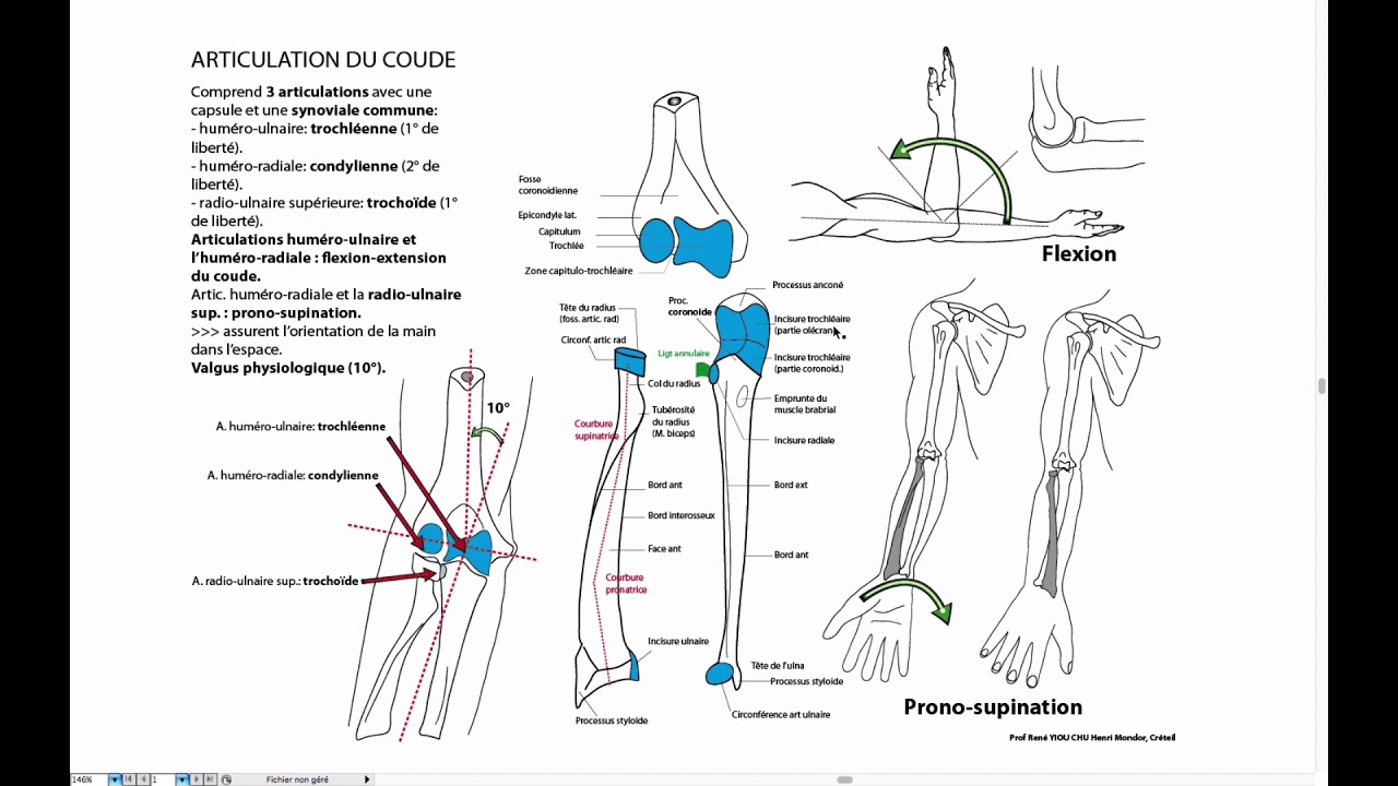 Articulation du coude - YouTube