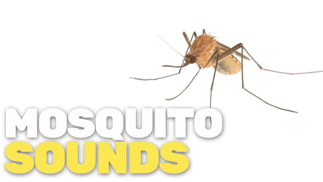 Mosquito Sounds - YouTube