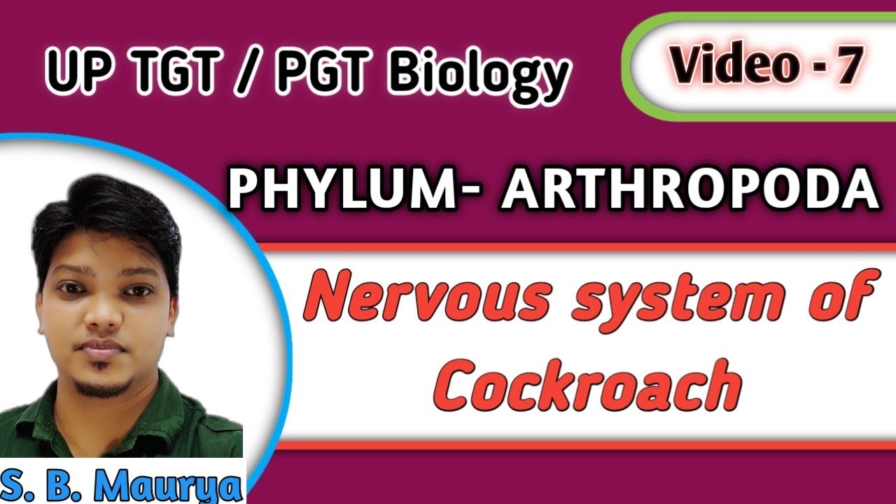 Nervous system of Cockroach, UP TGT Biology PGT Zoology Phylum ...